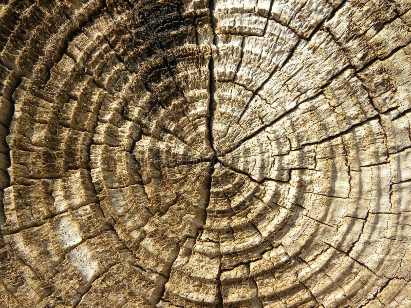Wood trunk stock image. Image of textures, color, trunk - 76246035