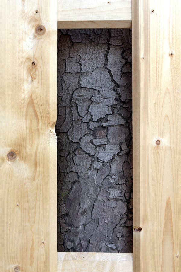 Wood trunk in Frame stock photo. Image of trunk, original - 49393108