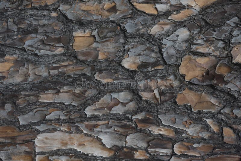 Wood Trunk Texture Close-up Frame Stock Image - Image of fiber, dark ...