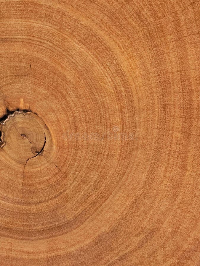 Wood trunk texture stock photo. Image of core, life - 374790660