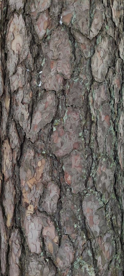 Wood trunk texture stock image. Image of wood, material - 238523405