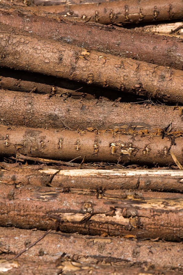 Wood trunks stock image. Image of shapes, nature, background - 6169865