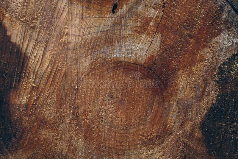 Wood Trunks Background. Cross Section of Tree Trunk. Wood Texture and ...