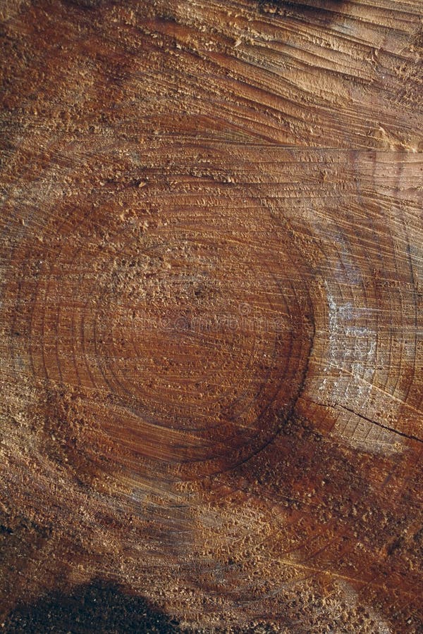 Wood Trunks Background. Cross Section of Tree Trunk. Wood Texture and ...