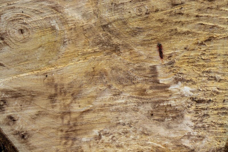 Wood Trunks Texture Background for Carving Stock Photo - Image of ...