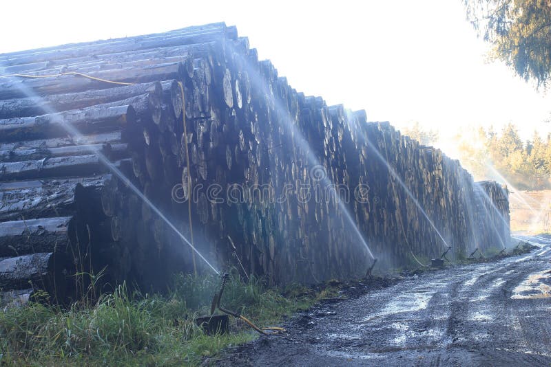 Wood Trunks in a Wet Storage Stock Photo - Image of preserve, sprinkle ...
