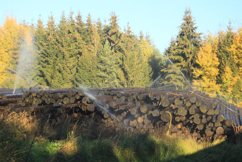 Wood Trunks in a Wet Storage Stock Image - Image of sprinkling ...