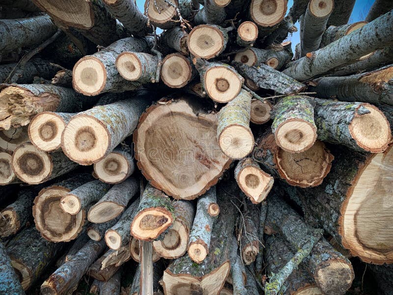 Wood trunks stock image. Image of woodpile, forest, tree - 239992105