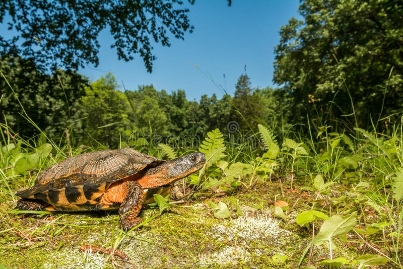 Wood Turtle stock photo. Image of biology, environmental - 32989348