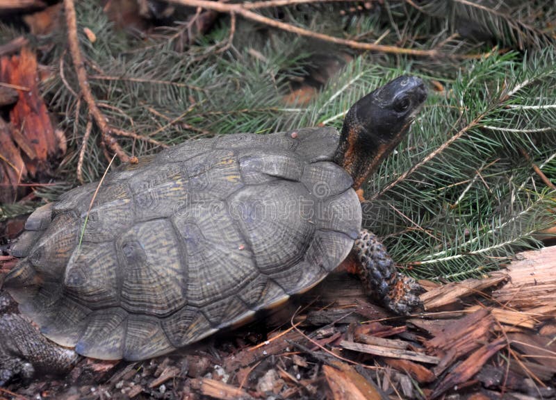 Wood Turtle Moving in a Pine Forest Stock Photo - Image of wildilfe ...