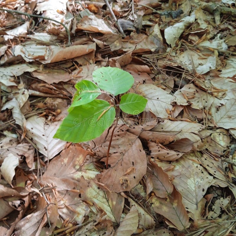 Wood Used in Industrial Production Stock Image - Image of wood ...