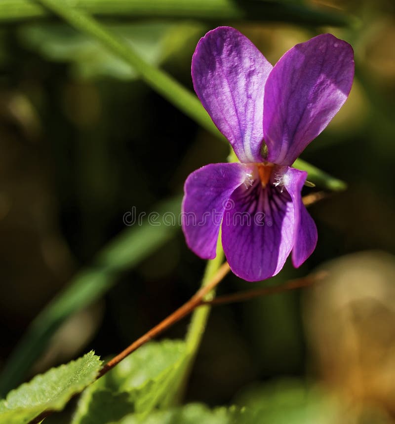 Wood violet stock photo. Image of common, nature, green - 89333746