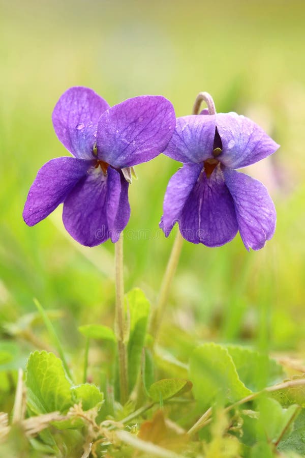 Wood Violet Viola Odorata Blooming Stock Photo - Image of flora ...
