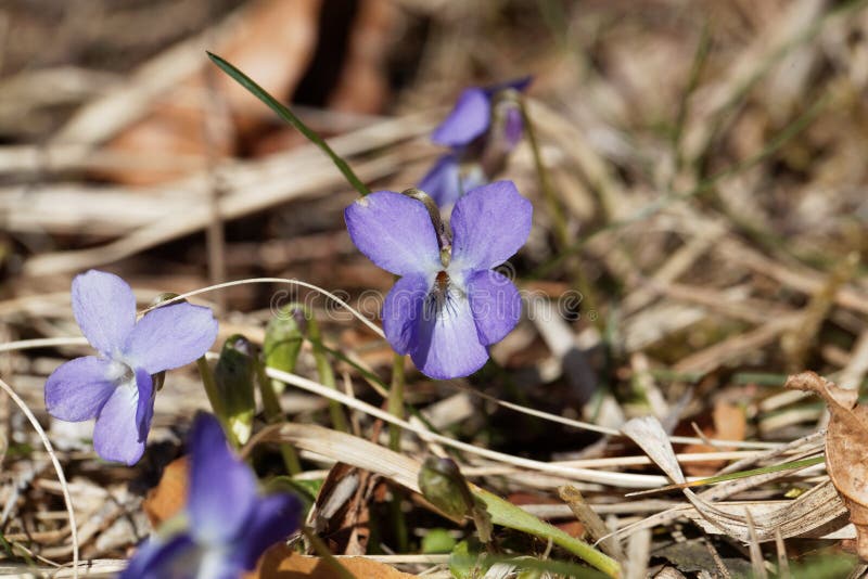 Wood violet Viola odorata stock image. Image of green - 89939089