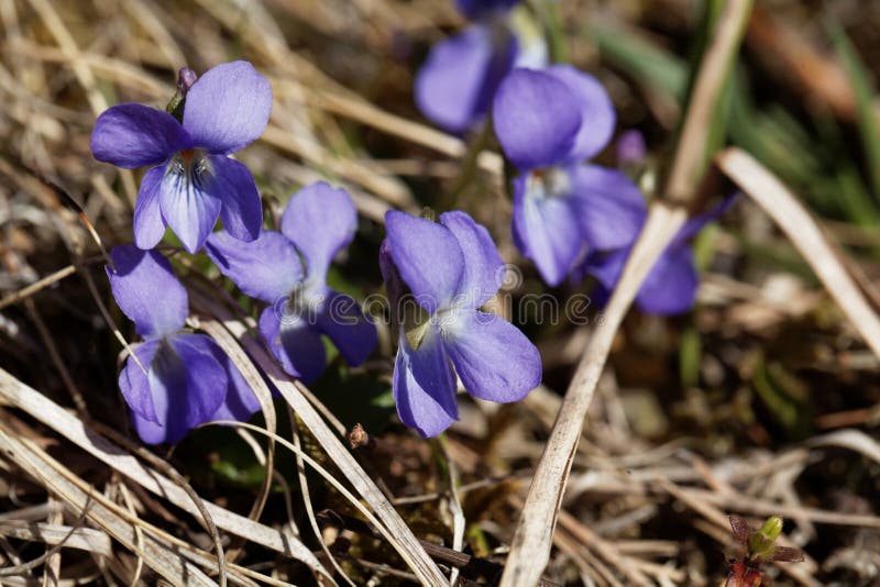 Wood violet Viola odorata stock photo. Image of environment - 89940184