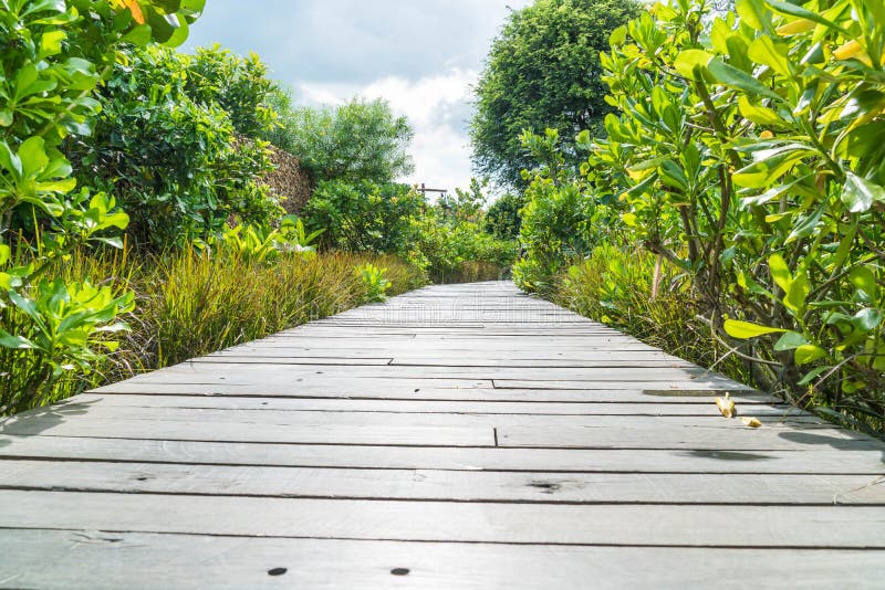Walk way in the garden stock image. Image of environment - 99794387