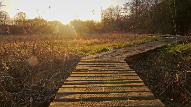 Walkway in Marsh stock image. Image of environment, park - 3210543