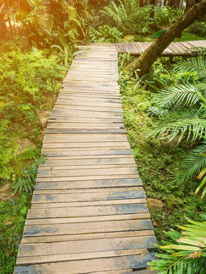 Wood walkway in the garden stock photo. Image of summer - 173923620