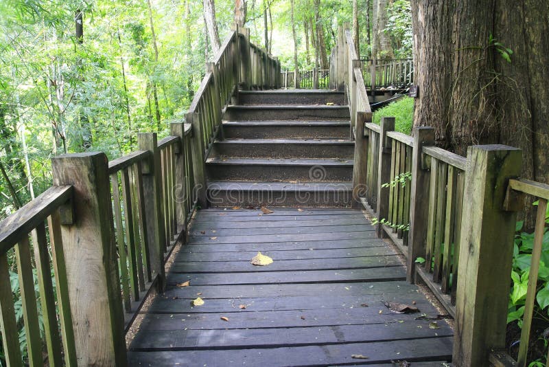 Wood Walkway and Step in Forest Stock Photo - Image of fall, bridge ...