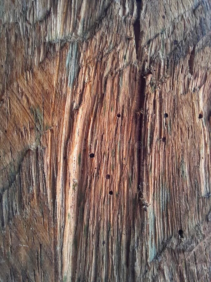 Wood wall texture stock image. Image of branch, wall - 229246939
