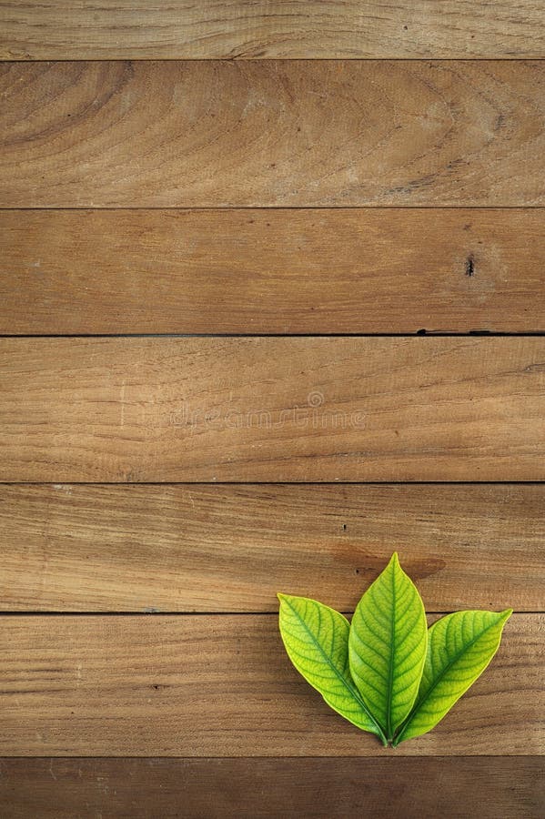Wood Wall Texture and Leaves for Background for Your Work Stock Photo ...