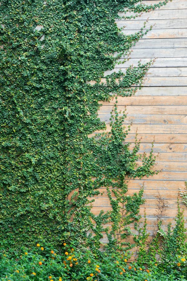 Wood wall with tree stock photo. Image of botany, outdoors - 59465280