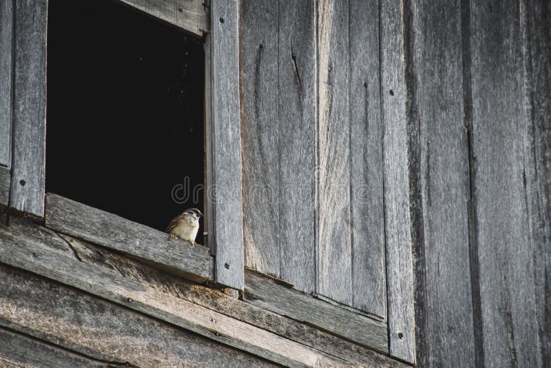Wood, Wall, Window, Texture Picture. Image: 108316574