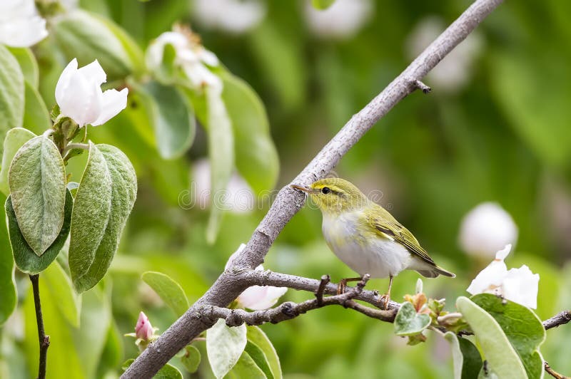 Wood Warbler Looking Left stock image. Image of ornithology - 53423959