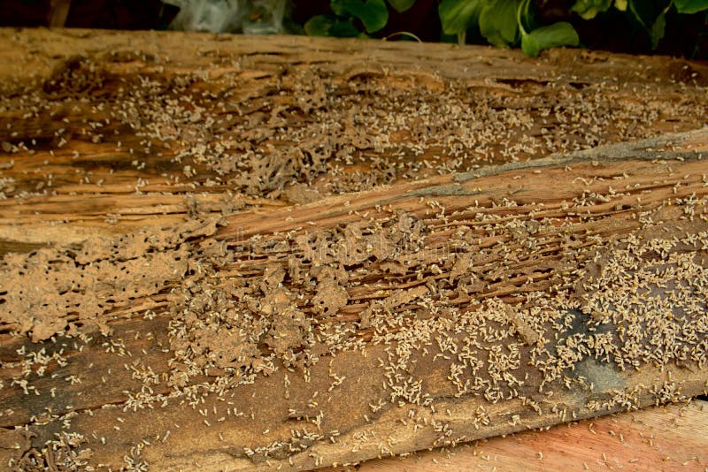The Wood Was Severely Damaged by Termite Infestation Stock Photo ...