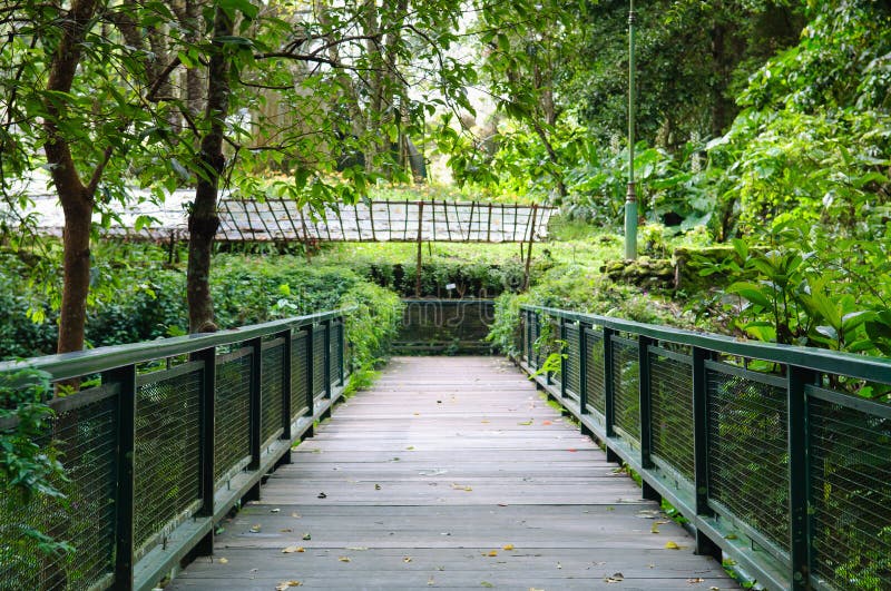 Wood way in the forest stock photo. Image of hill, getaway - 35422610