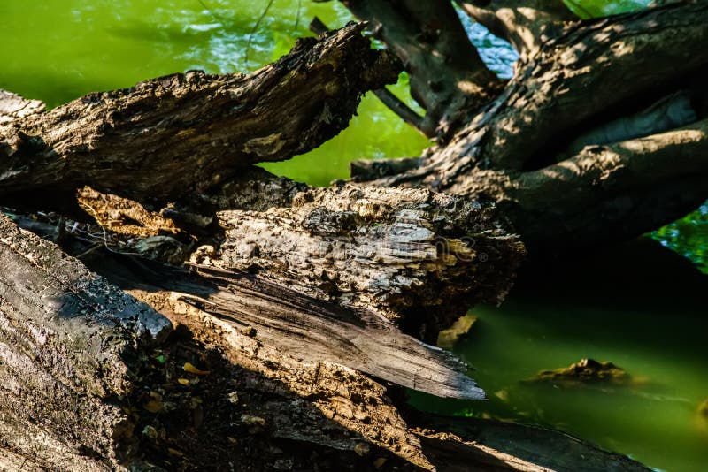 Fragmented tree bark stock photo. Image of shell, proportion - 30342178