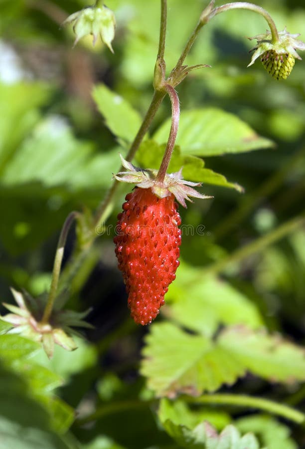 Wood wild strawberry stock photo. Image of food, eatable - 15705532