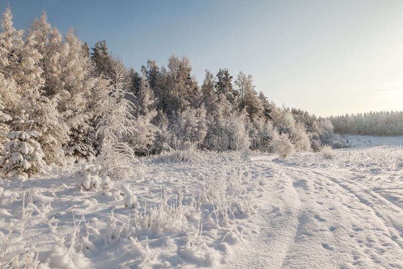 Wood winter glade. stock photo. Image of clouds, frosty - 37536156