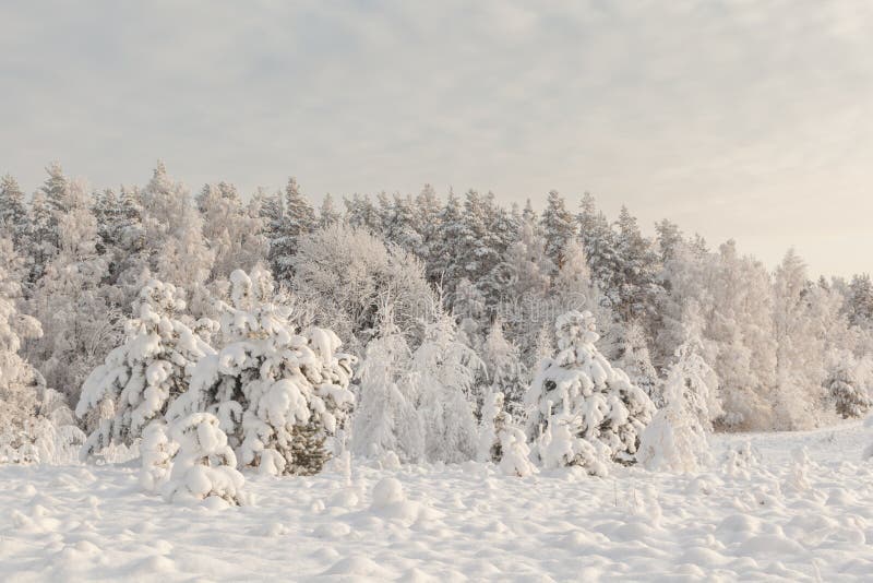 Wood winter glade. stock image. Image of coast, freeze - 37536353