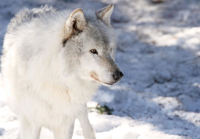 Wood wolf stock image. Image of power, animal, nature - 23806585