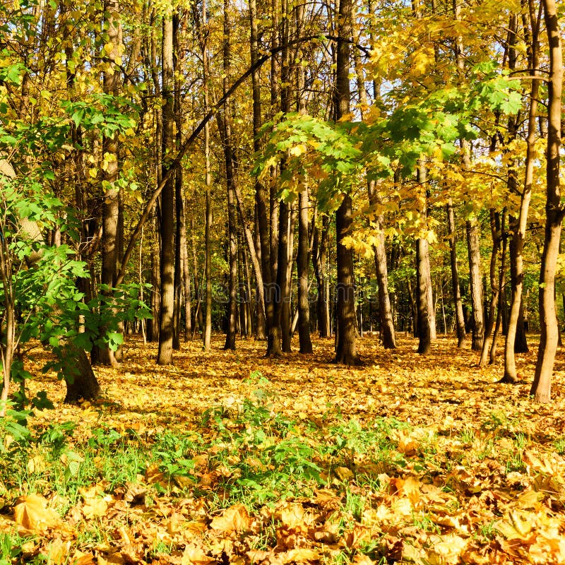 Wood with Yellow Fallen Leaves Stock Image - Image of idyllic, scene ...