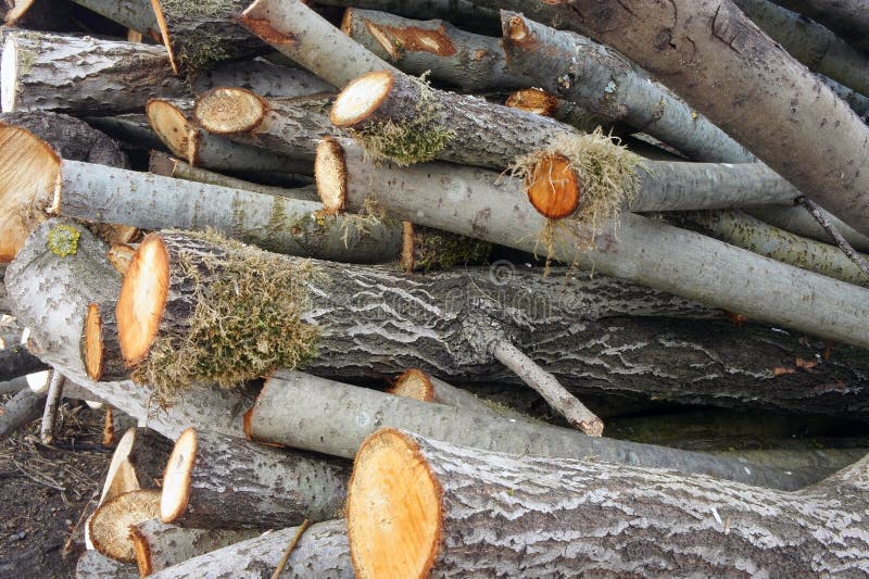 Chopped tree branches stock image. Image of nature, shape - 124896697