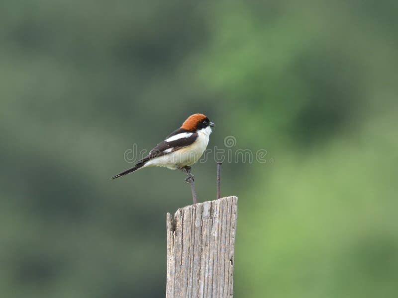 The Woodchat Shrike Lanius Senator. Stock Image - Image of migratory ...