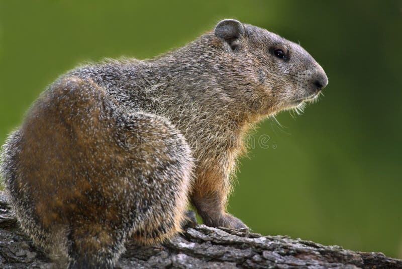 Woodchuck (Marmata monax) stock photo. Image of burrow - 24669956