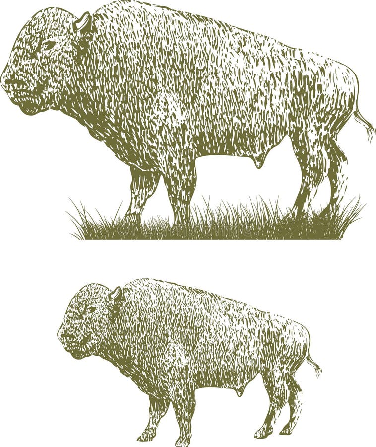 Bison Game Stock Illustrations – 617 Bison Game Stock Illustrations ...