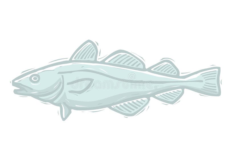 Hand Draw Atlantic Cod stock vector. Illustration of codling - 36326697