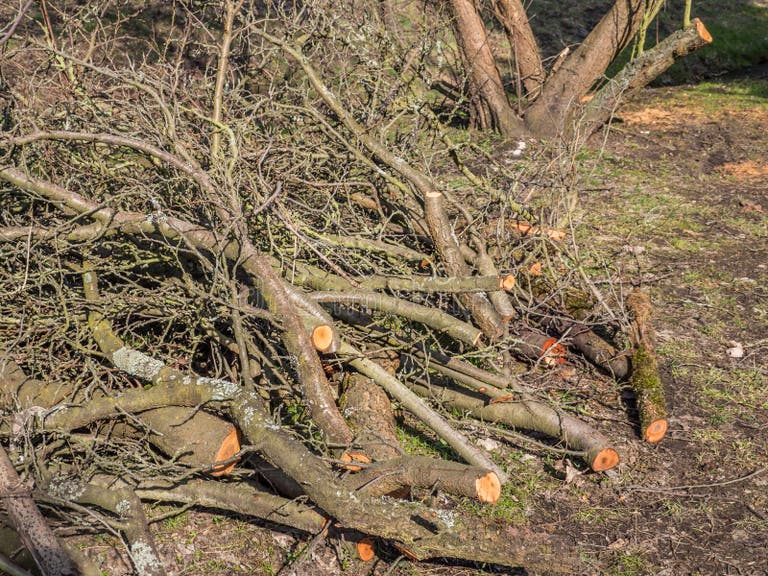 Woodcut in Spring in the Park Stock Image - Image of gardening, care ...