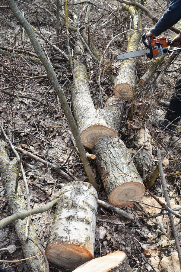 Woodcutter Hands with Petrol Chainsaw Cutting Fallen Tree Stock Photo ...