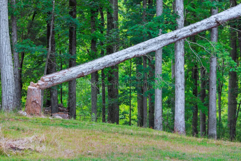 During a Woodcutter Work, Tree Falls that Has Been Cut Down Stock Photo ...