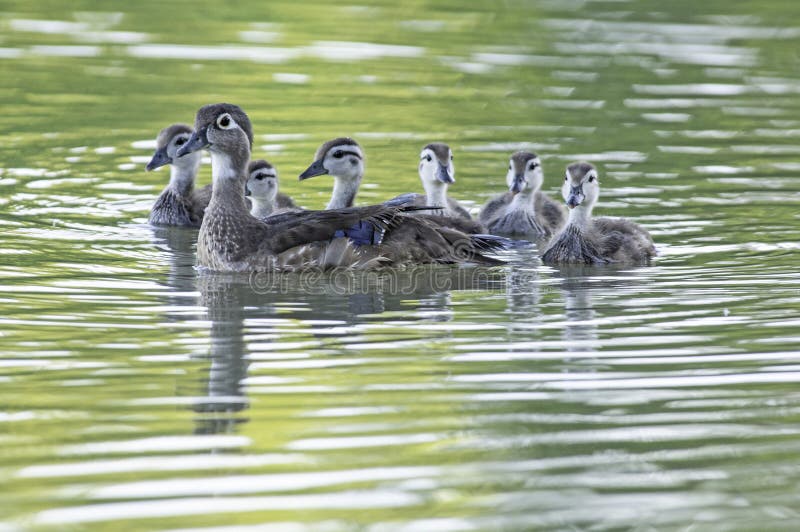 Woodduck Hen Swimming with Brood Stock Photo - Image of water, brood ...