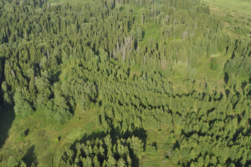 Wooded area stock image. Image of plant, view, texture - 76913263