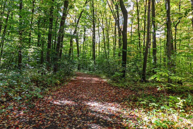 Wooded Area Path Covered with Colorful Fall Leaves, on, Canada Stock ...