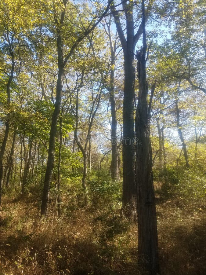 Wooded area in sunlight stock image. Image of morning - 160956409