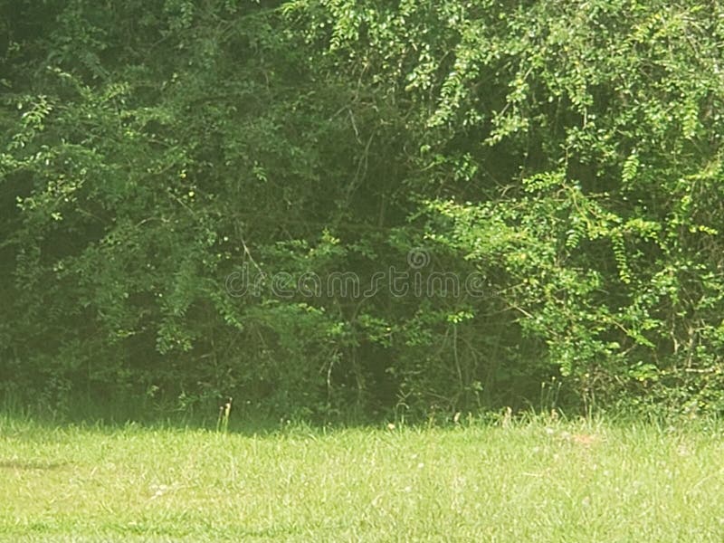 The wooded area stock photo. Image of area, greenery - 151640180