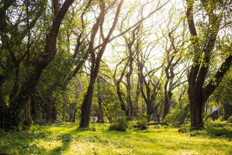 Wooded Forest Trees Backlit by Golden Sunlight before Sunset. Stock ...
